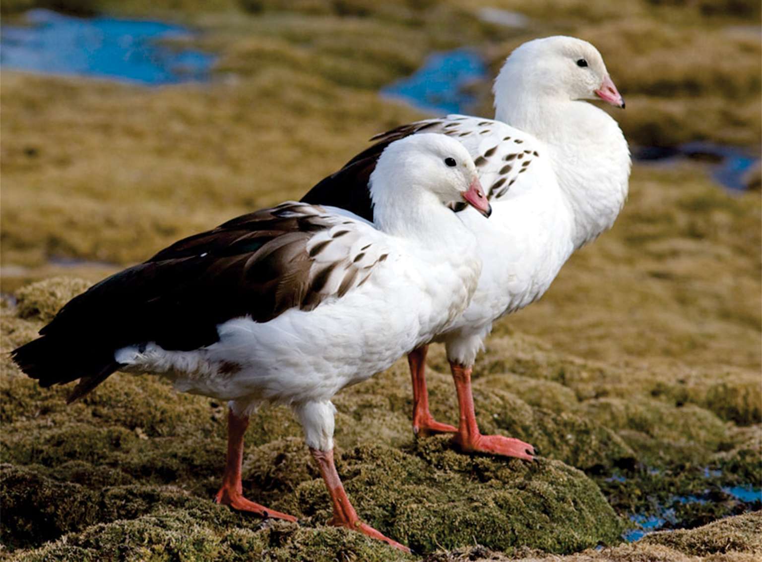 Andska guska - Zoo vrt Vrnjci