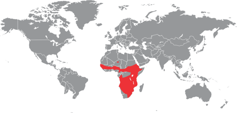 Domaća misirka - Zoo vrt Vrnjci