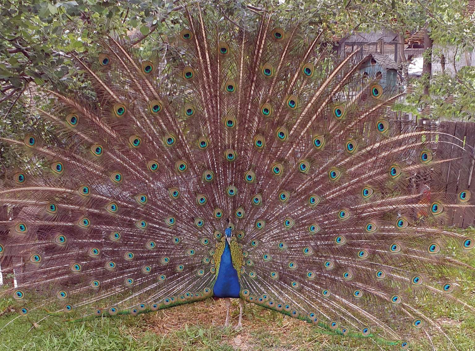 Indijski ili Plavi paun - Zoo vrt Vrnjci