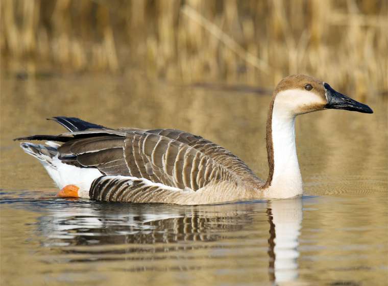 Labudasta guska - Zoo vrt Vrnjci